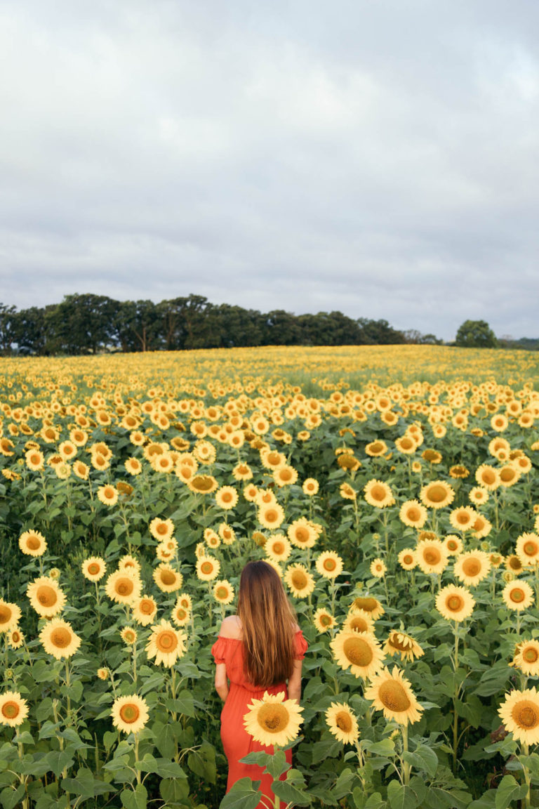 Sunflower Fields in Wisconsin
