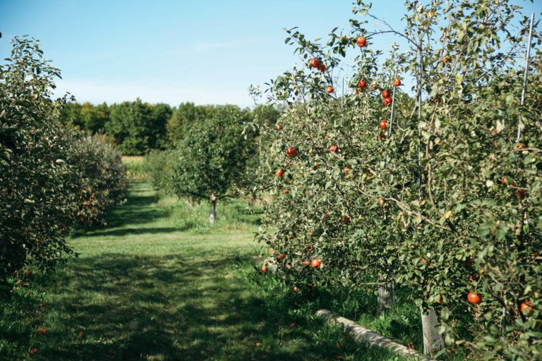 Rock Ridge Apple Orchard with the Family