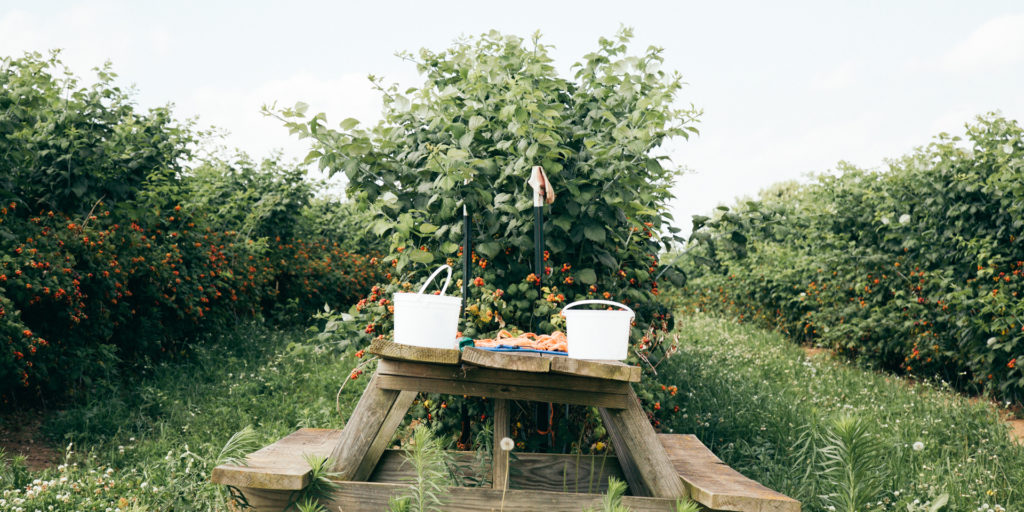 A Seasonal Berry Guide for Wisconsin