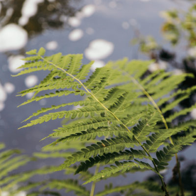 Wisconsin Guide: The Dells of the Eau Claire County Park