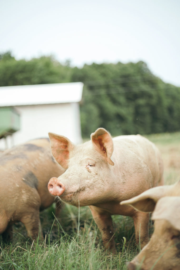 Wisconsin Pizza Farms