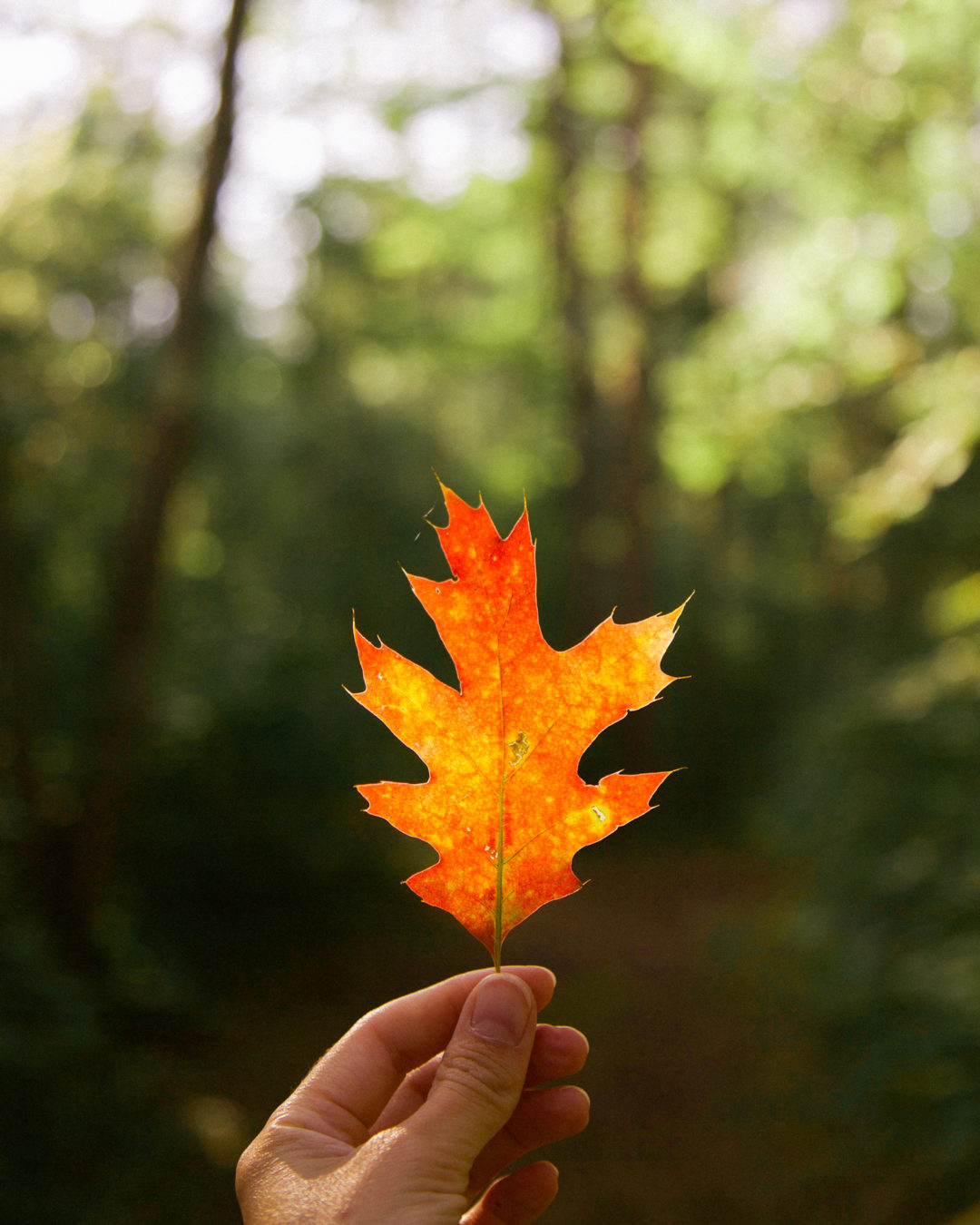 8 Fun Things To Do in Boulder Junction Wisconsin