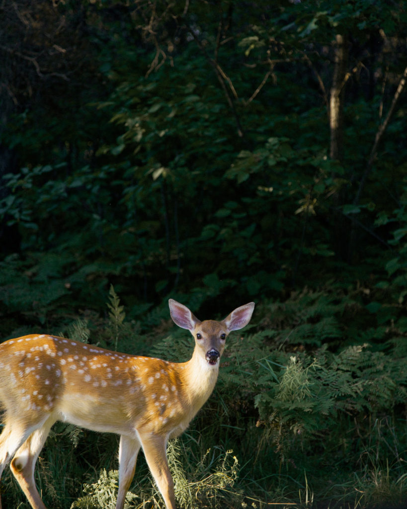 8 Fun Things To Do in Boulder Junction Wisconsin