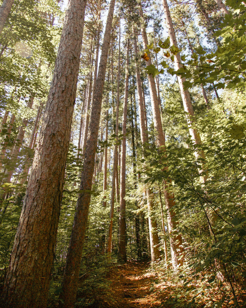 8 Fun Things To Do in Boulder Junction Wisconsin