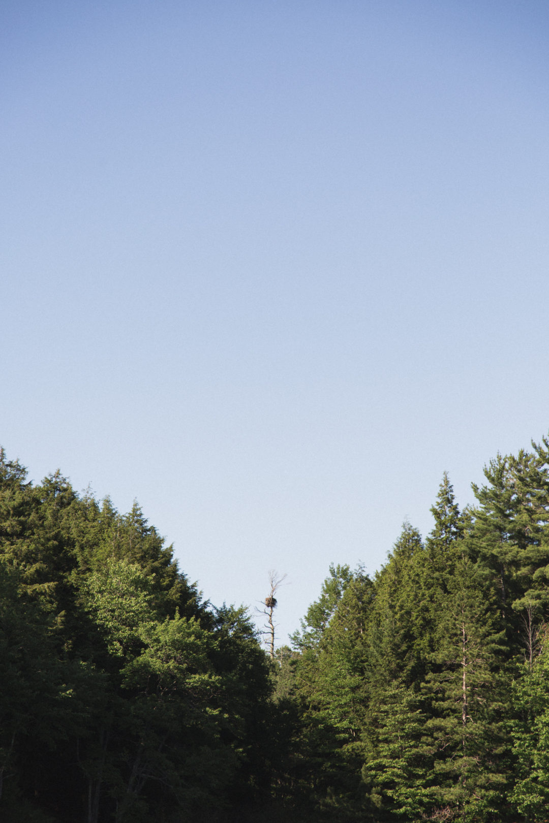 Sylvania Wilderness | Clark Lake, Michigan