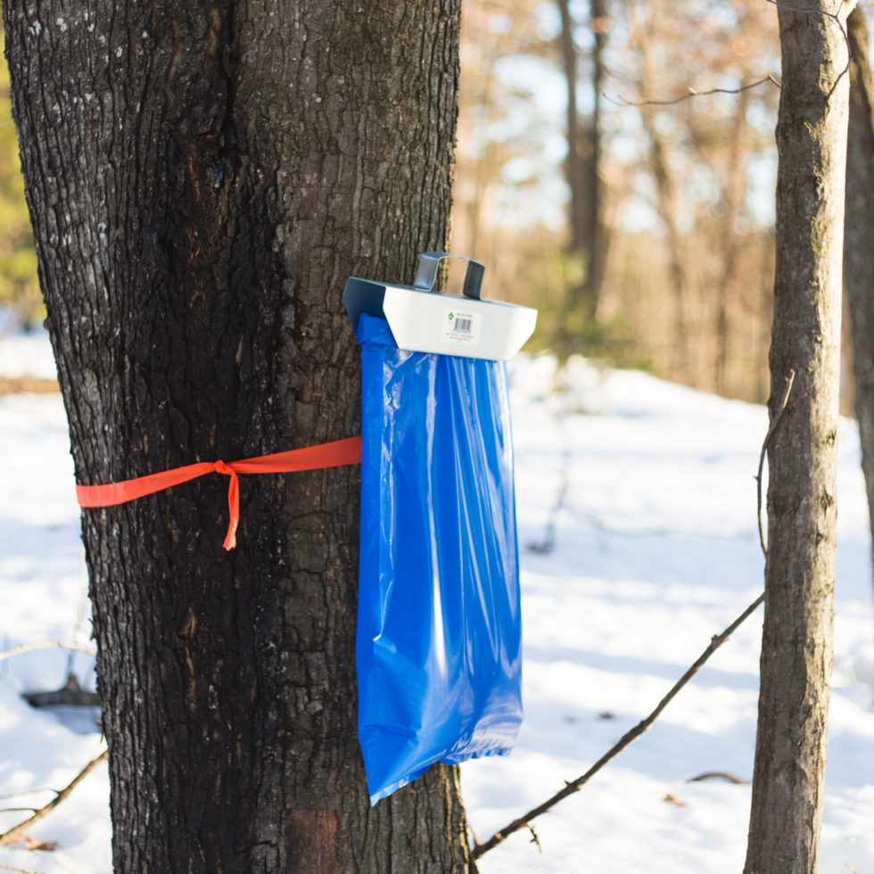 Making Maple Syrup: A Guide for Beginners
