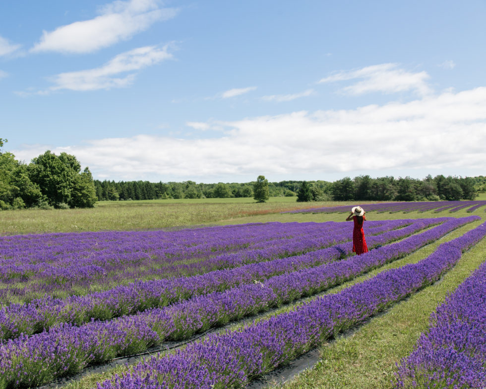 Washington Island Lavender Fields