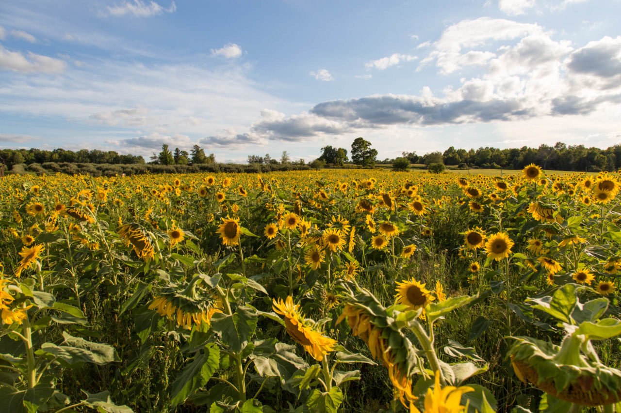 Sunflowers at Helene's Hilltop Orchard