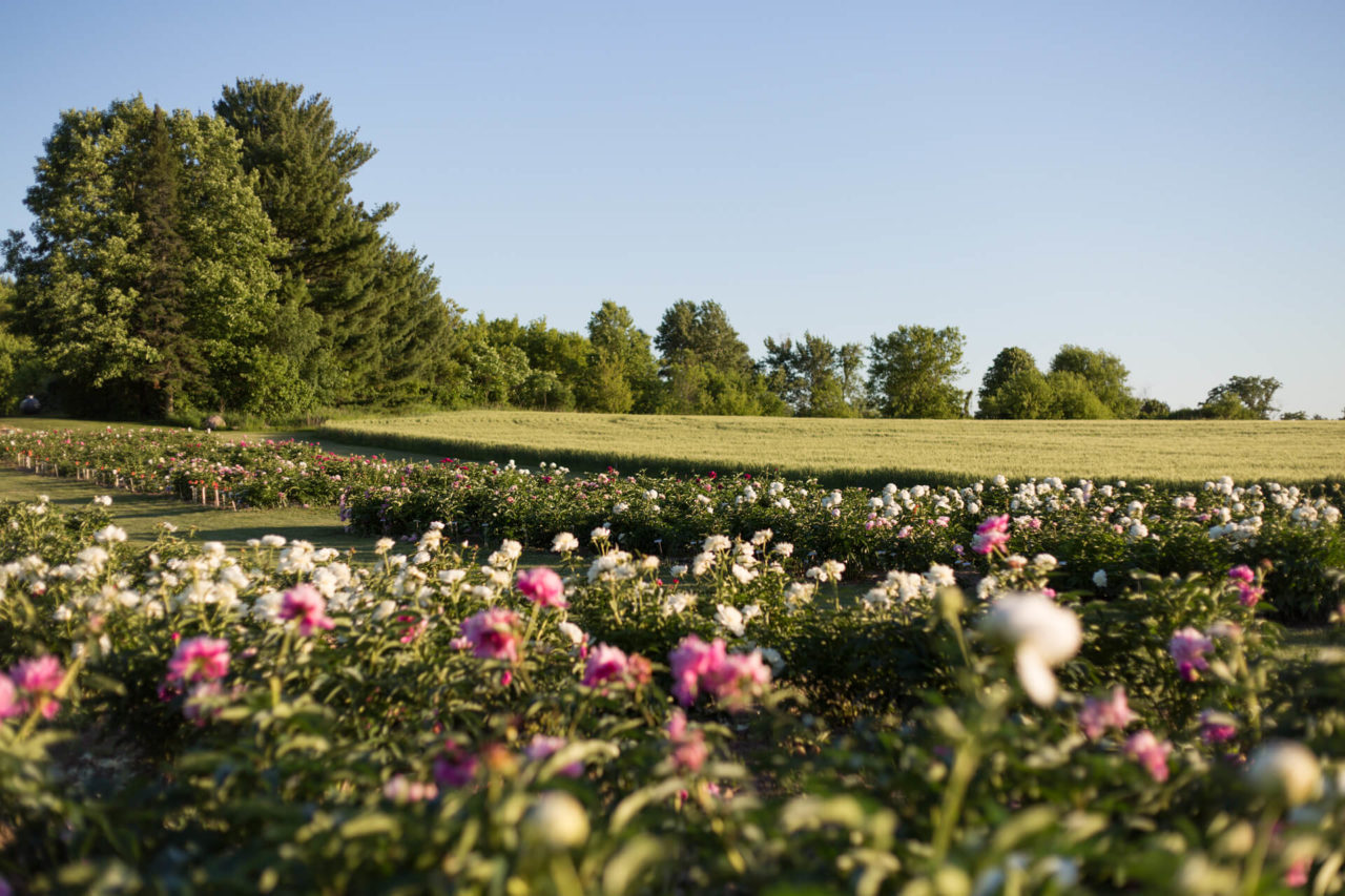 A Wisconsin Peony Farm