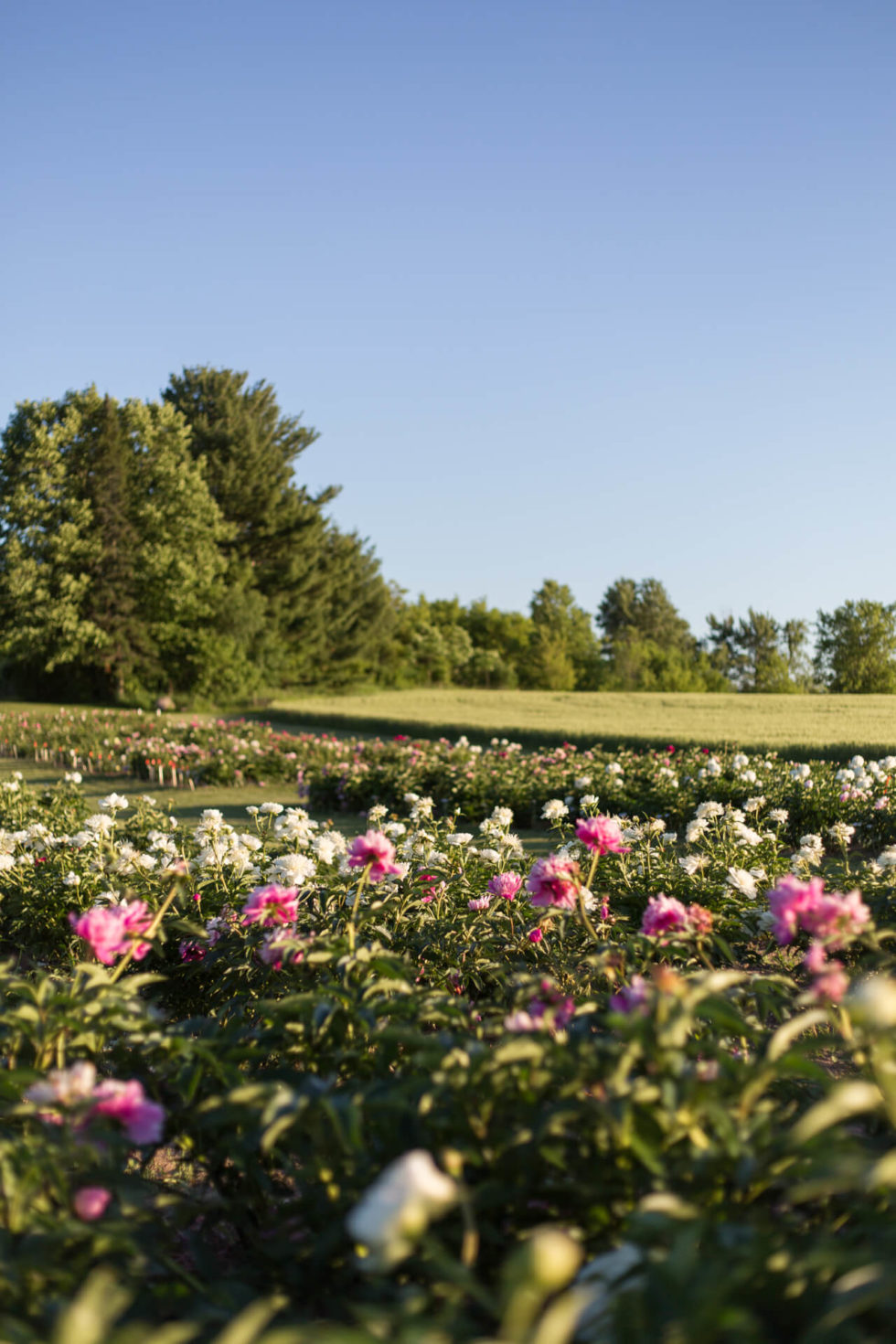 A Wisconsin Peony Farm