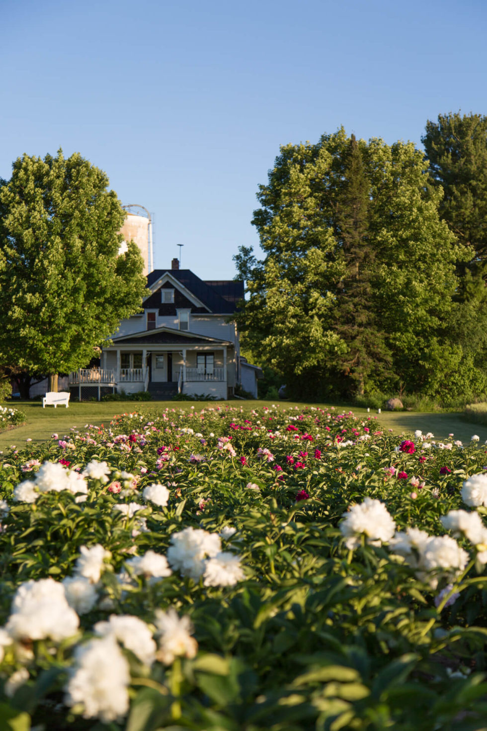 A Wisconsin Peony Farm