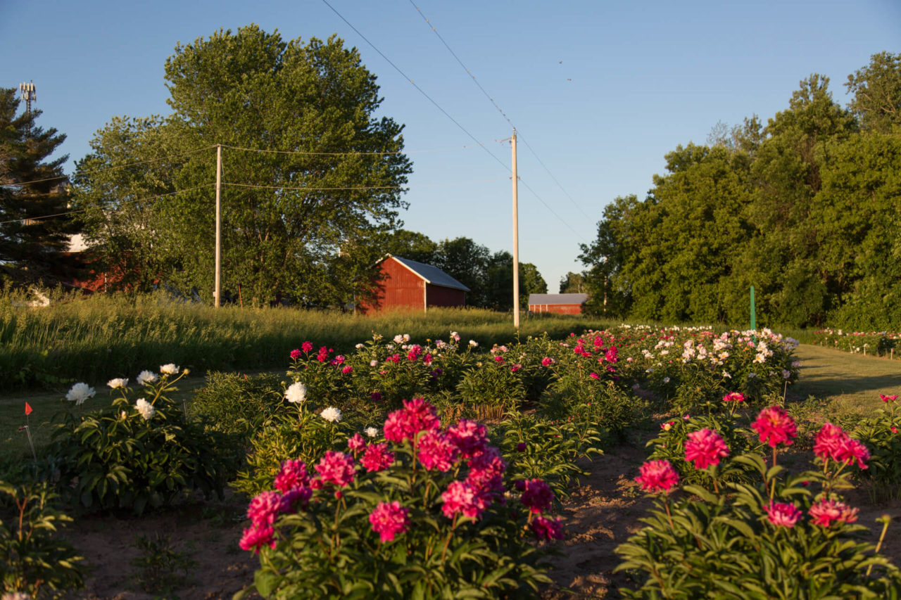 A Wisconsin Peony Farm