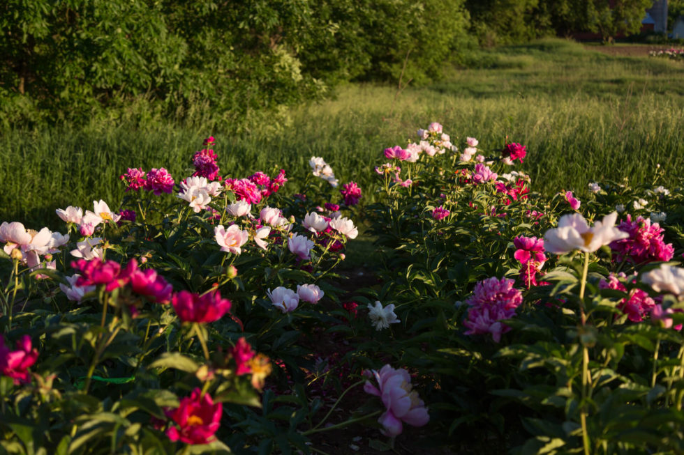 A Wisconsin Peony Farm