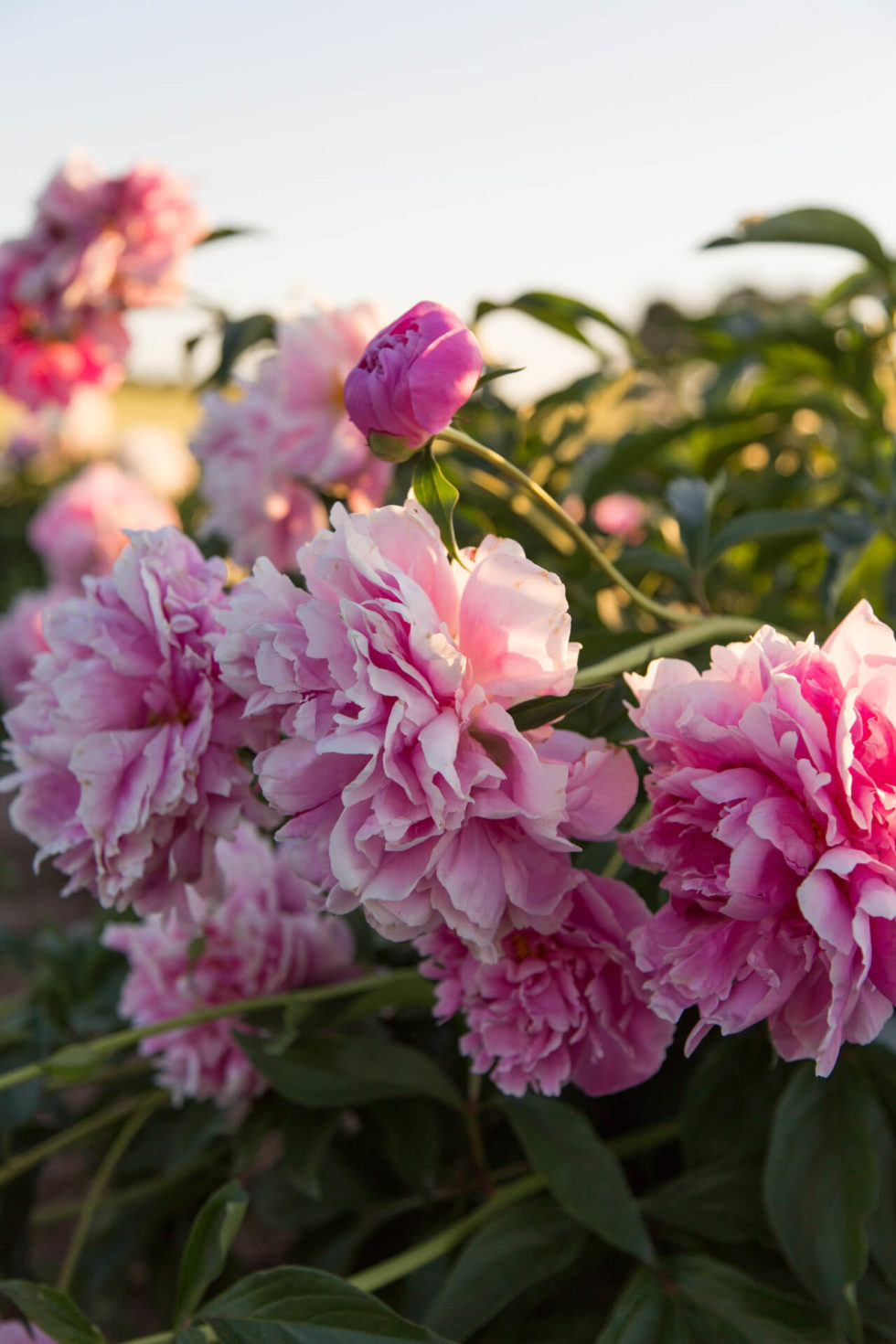A Wisconsin Peony Farm
