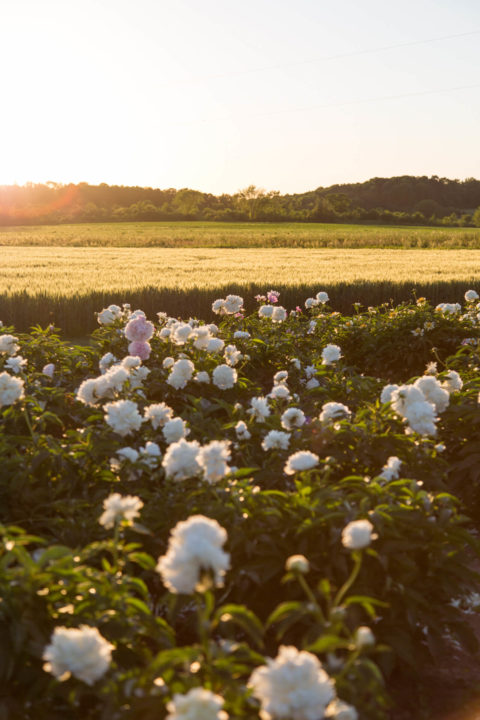 A Wisconsin Peony Farm