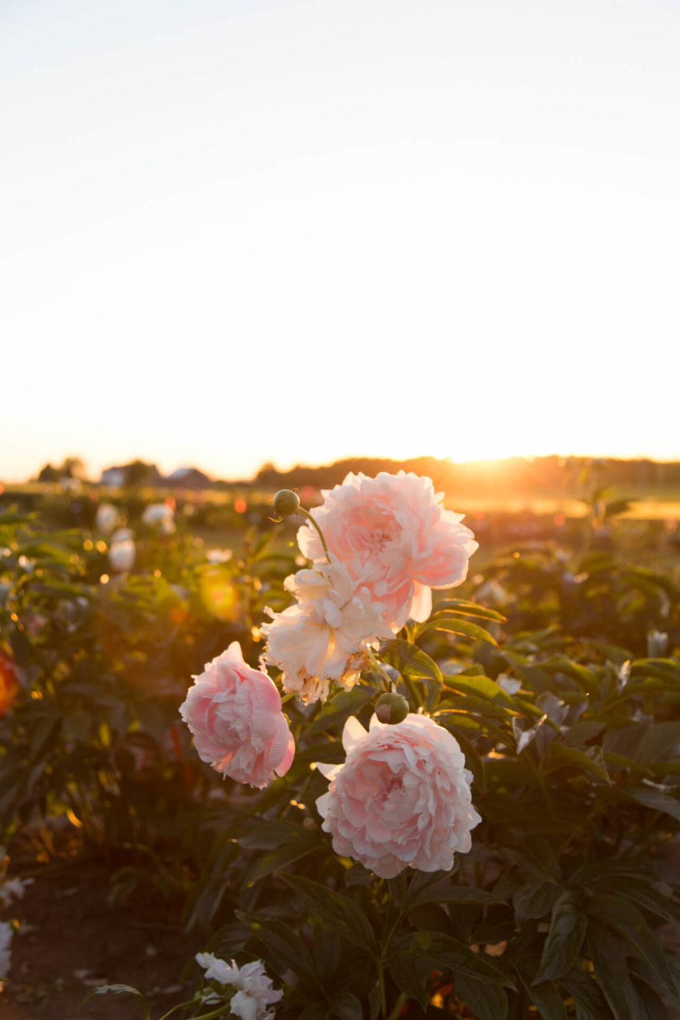 A Wisconsin Peony Farm